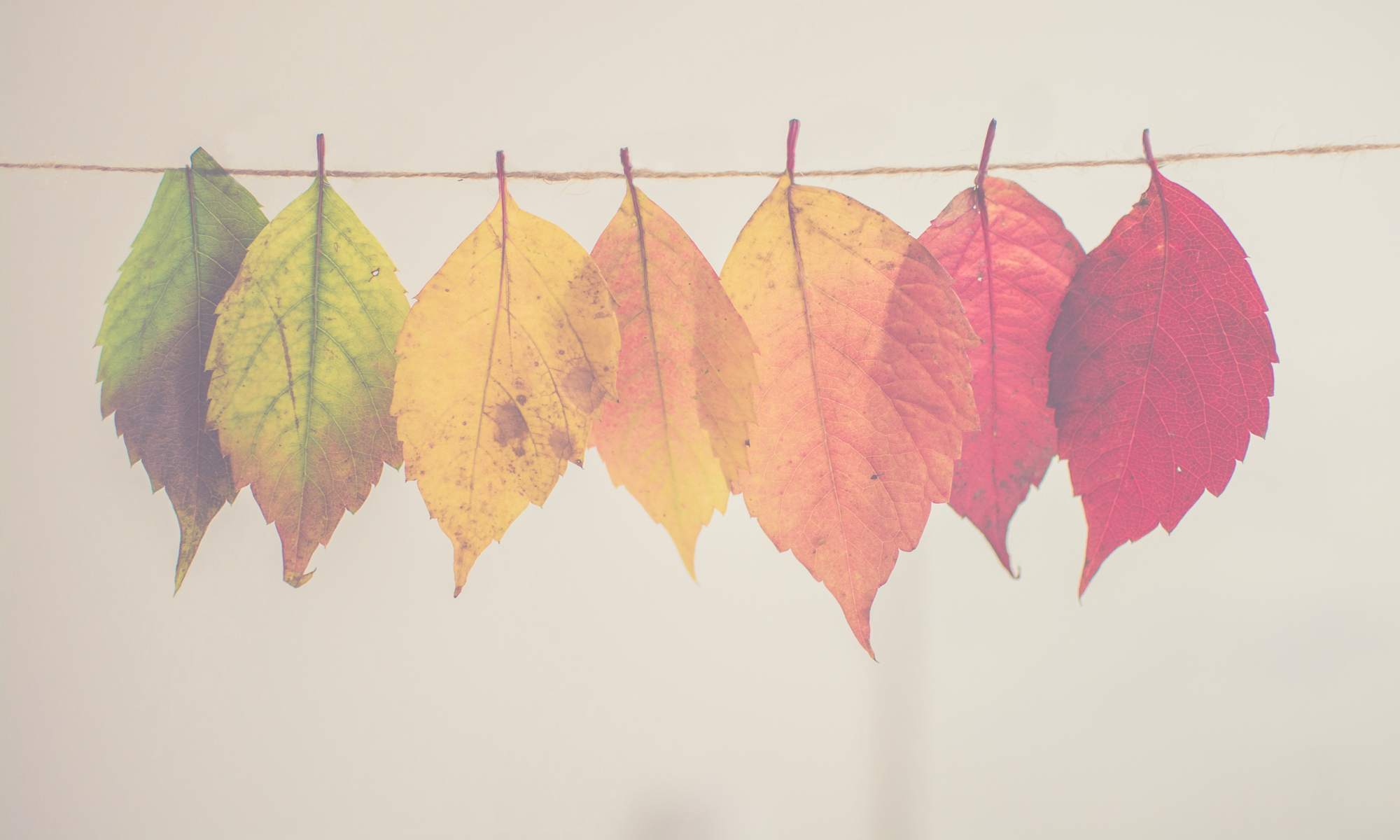 Clapping Trees Media – Narrative design studio helping create ...